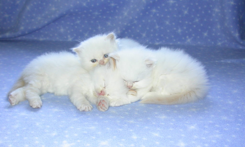 Sylvabow – Colourpoint Persian Kittens from Show Winning Lines