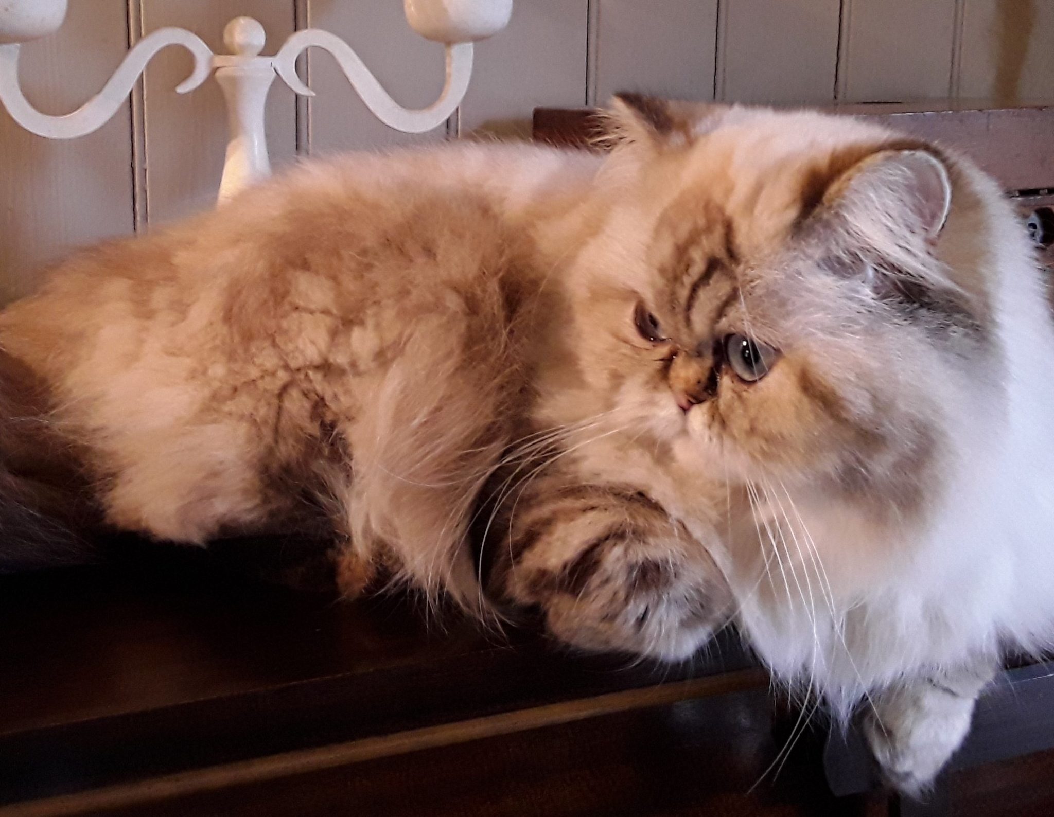 Sylvabow – Colourpoint Persian Kittens from Show Winning Lines